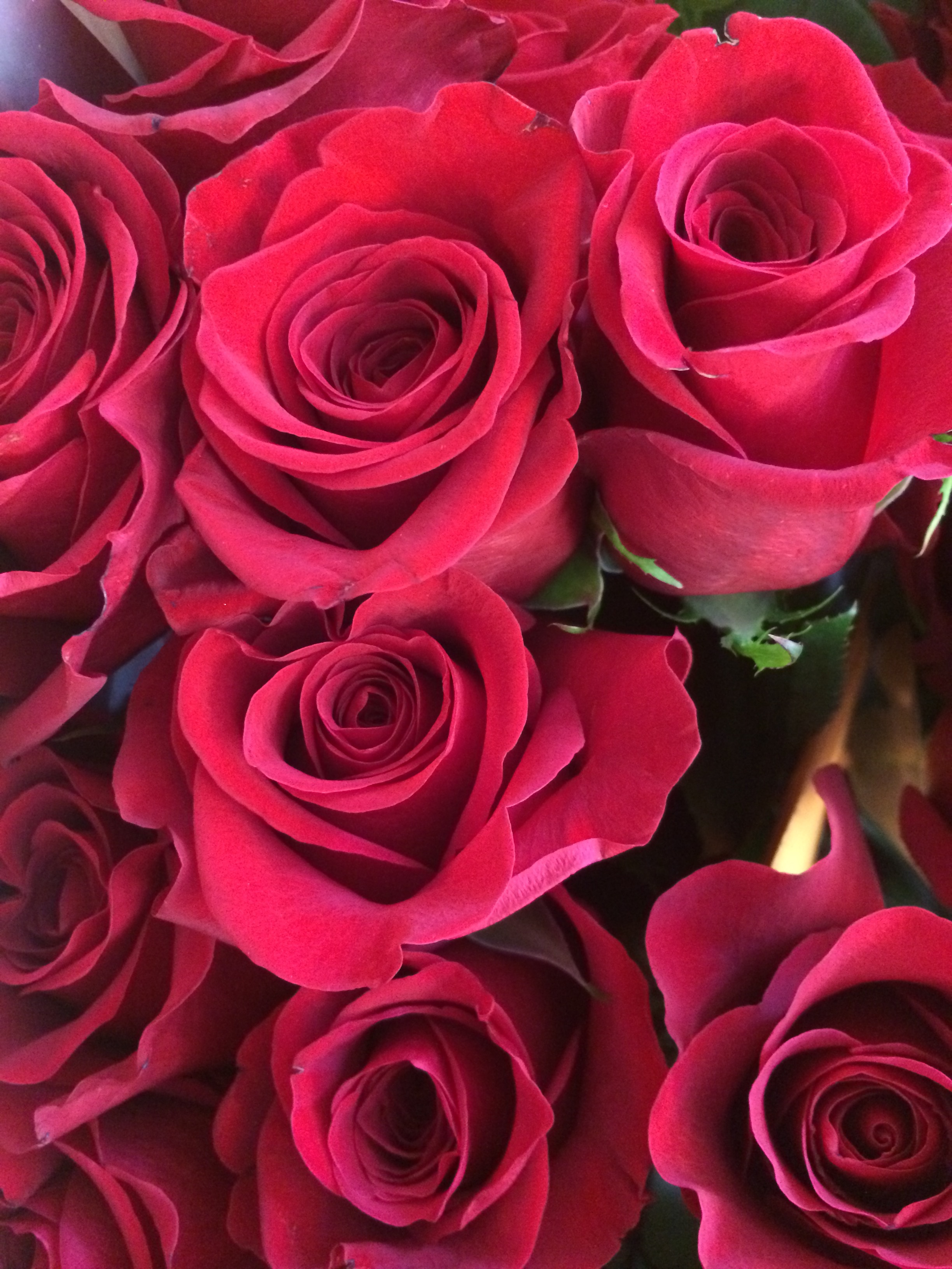 Why you should buy Fairtrade flowers: – Sustainability Blog